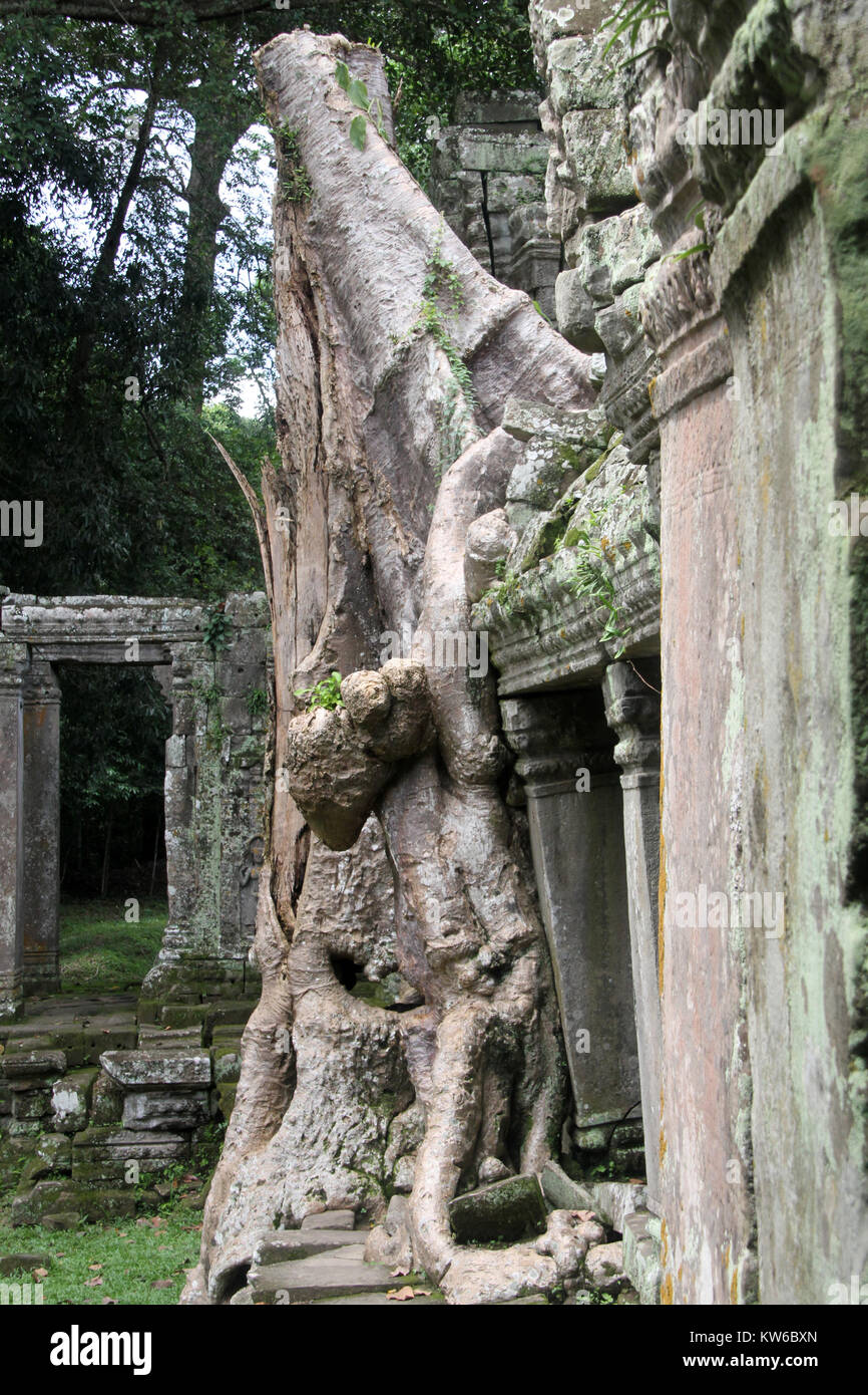 Very big tree roots in Wat Ta Prom, Angkor wat, Cambodia Stock Photo ...