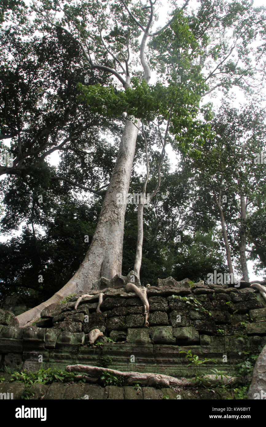 Big tree on the wall of Ta Prom temple, Angkor, Cambodia Stock Photo ...