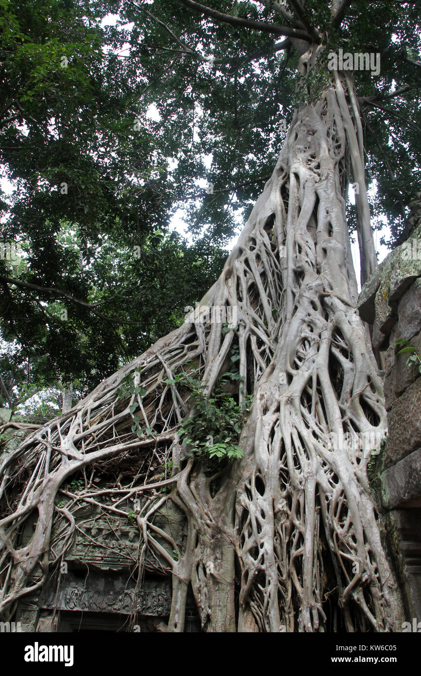 Big tree with roots and temple Ta Prom, Angkor, Cambodia Stock Photo ...