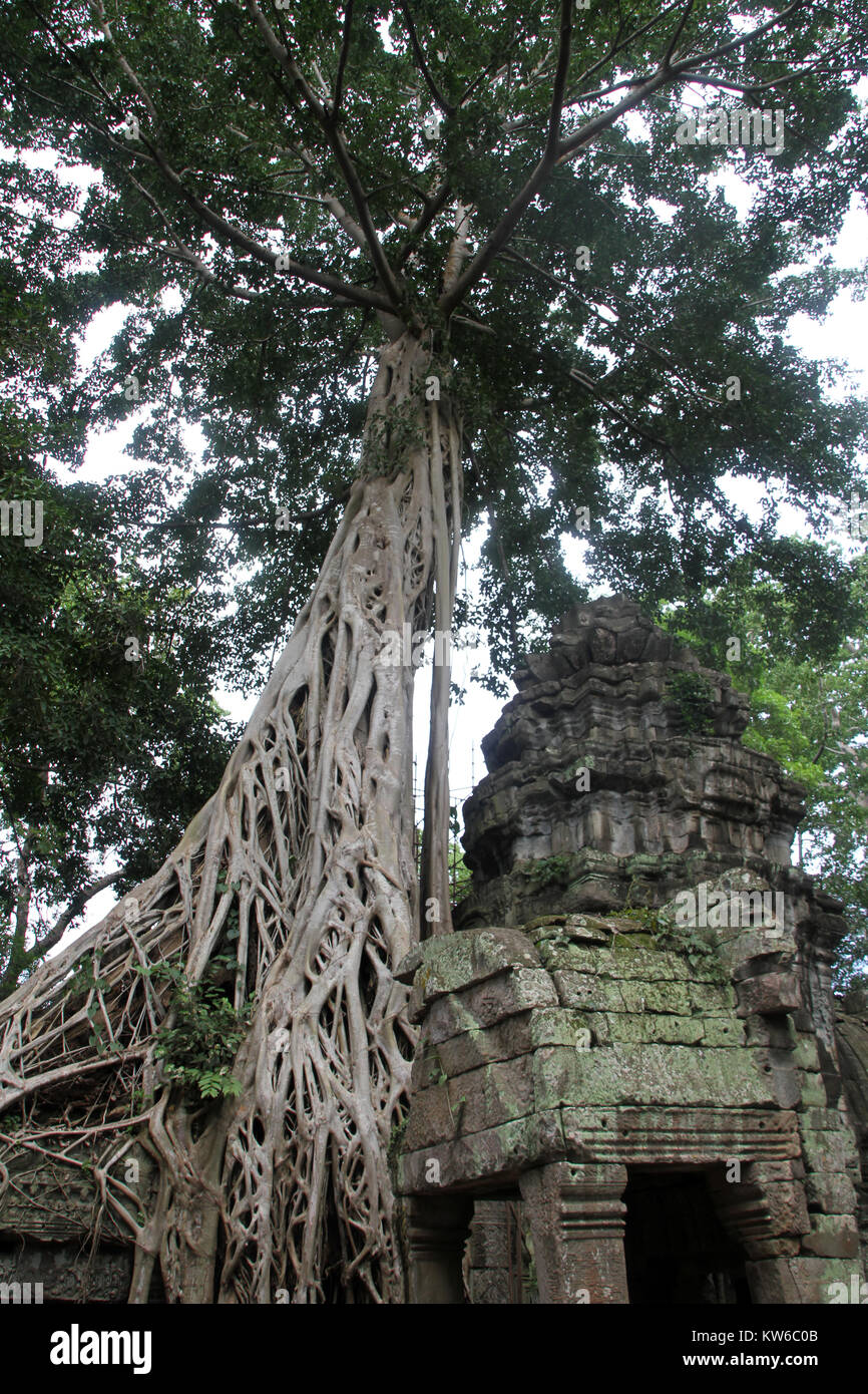 Big tree with roots in Ta Prom temple, Angkor, Cambodia Stock Photo - Alamy