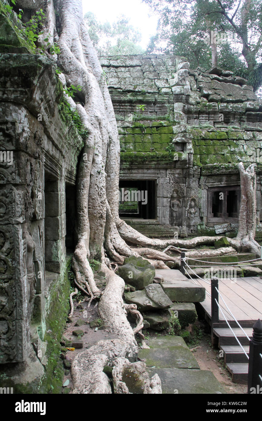 Big roots and temple in Ta Prom, Angkor, Cambodia Stock Photo - Alamy