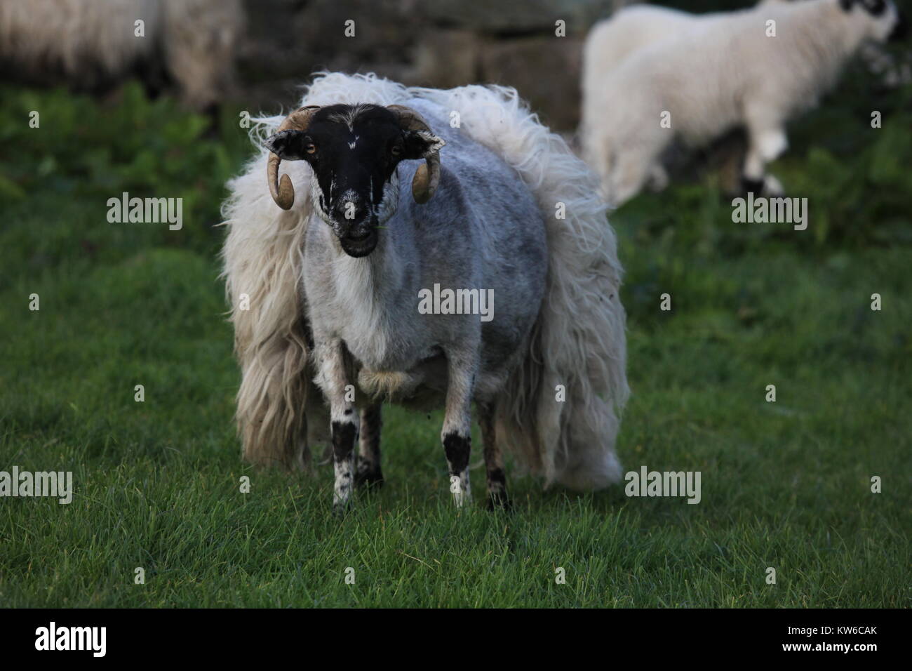 Sheep in Ireland Stock Photo - Alamy