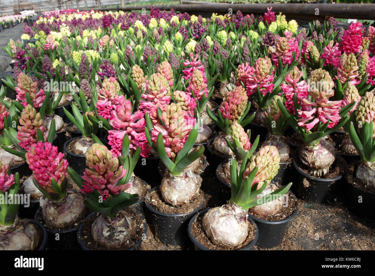 Hyacinth. Field of colorful spring flowers hyacinths in greenhouse on ...