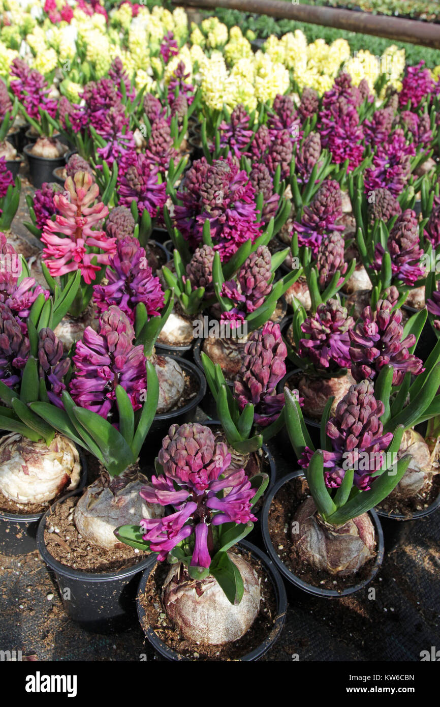 Hyacinth. Field of colorful spring flowers hyacinths in greenhouse on ...