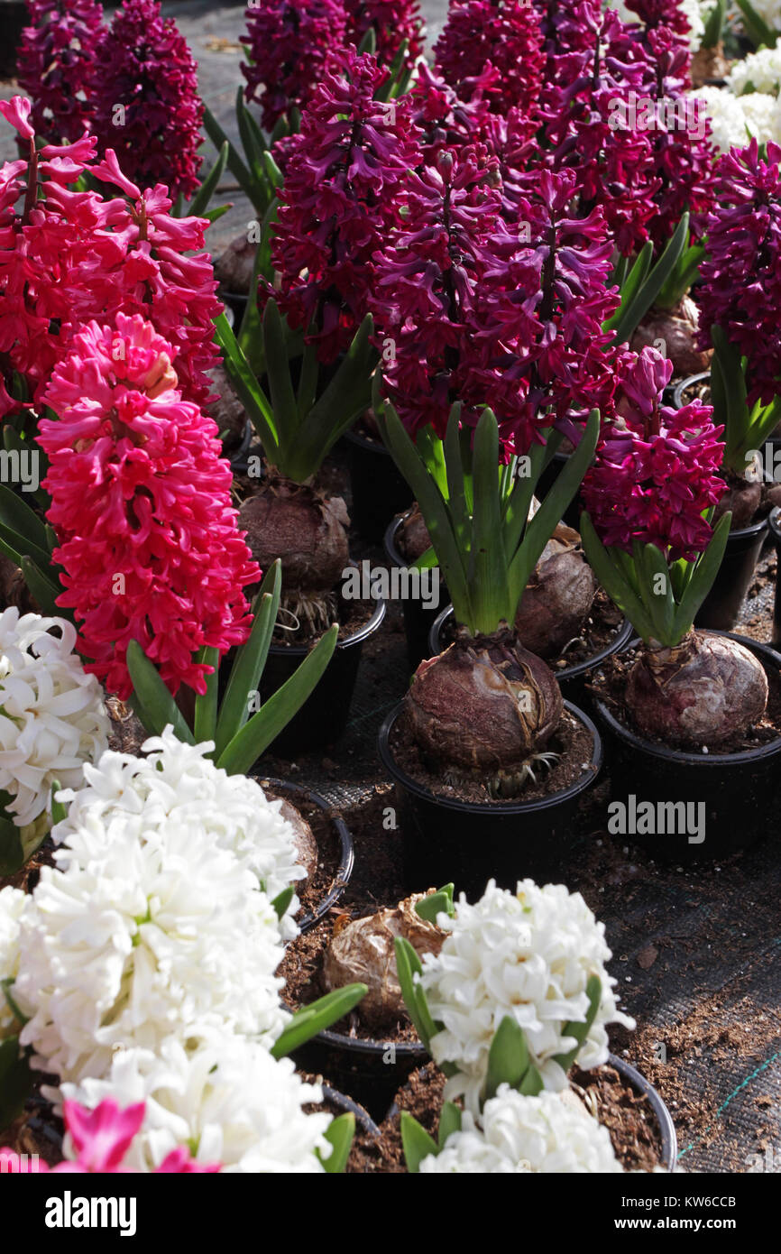 Hyacinth. Field of colorful spring flowers hyacinths in greenhouse on ...