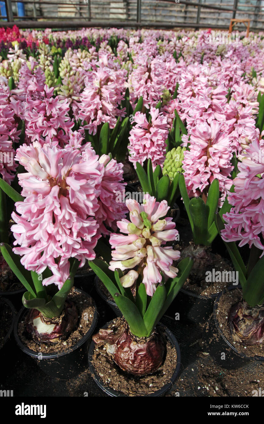 Hyacinth. Field of colorful spring flowers hyacinths in greenhouse on ...