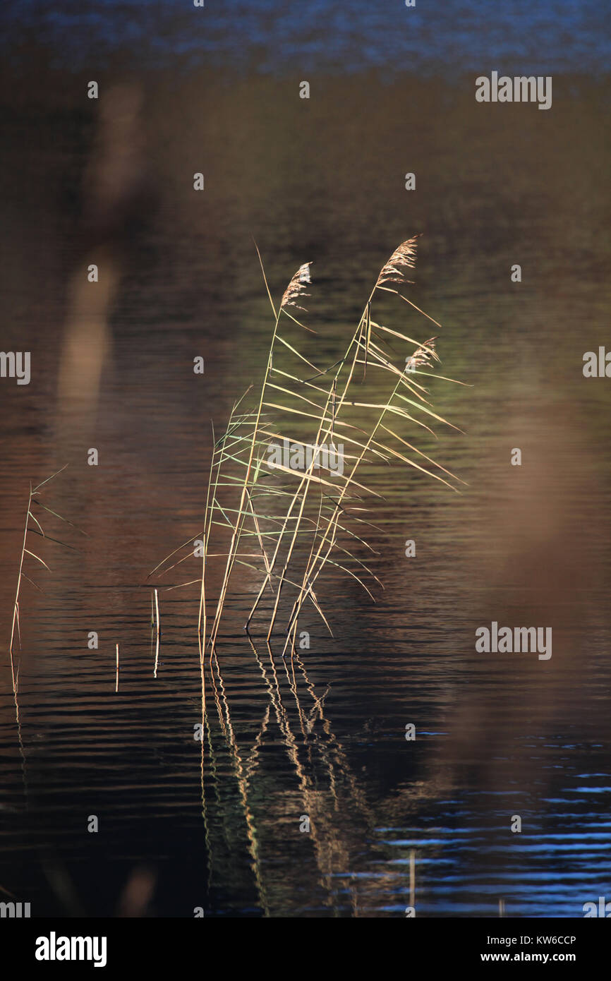 long plant growing on edge of lake, county kerry, ireland Stock Photo ...