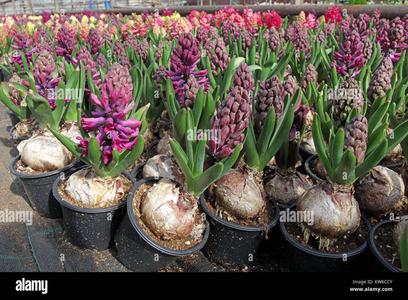 Hyacinth. Field of colorful spring flowers hyacinths in greenhouse on ...