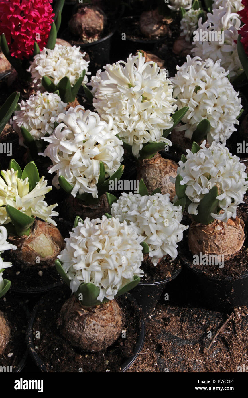 Hyacinth. Field of colorful spring flowers hyacinths in greenhouse on ...