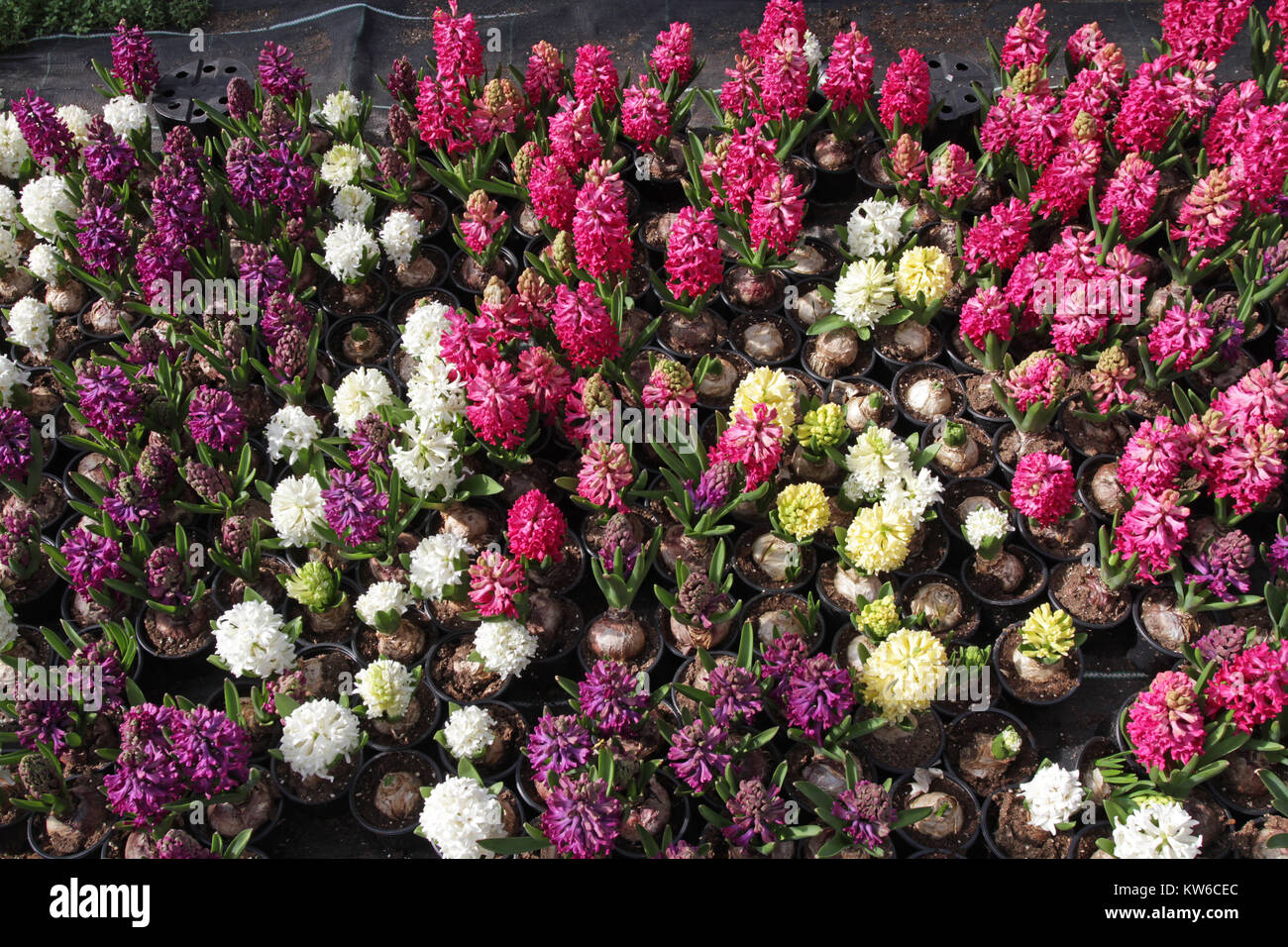 Hyacinth. Field of colorful spring flowers hyacinths in greenhouse on ...