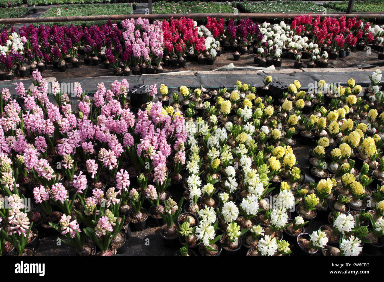Hyacinth. Field of colorful spring flowers hyacinths in greenhouse on ...