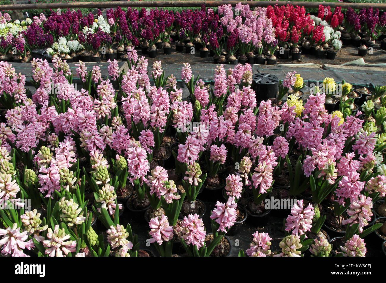 Hyacinth. Field of colorful spring flowers hyacinths in greenhouse on ...