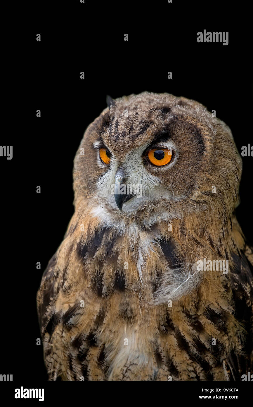 Black eagle owl hi-res stock photography and images - Alamy