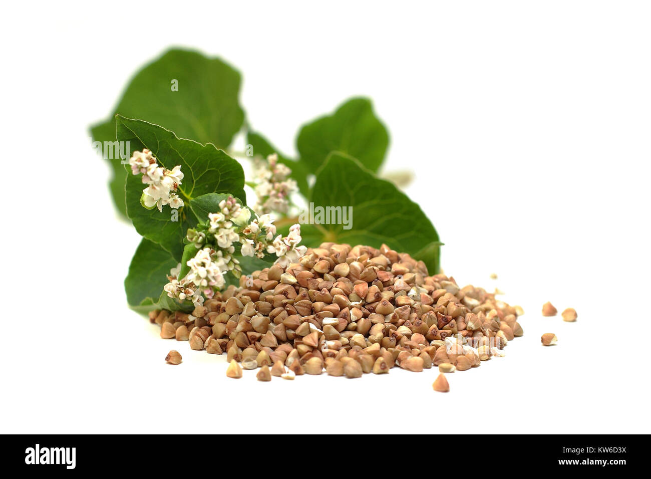 Buckwheat grains and green leaves isolated Stock Photo - Alamy
