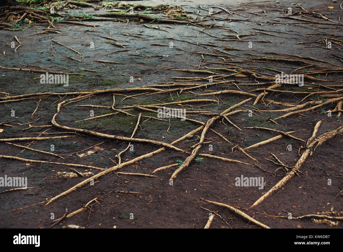 Whole tree and roots hi-res stock photography and images - Alamy