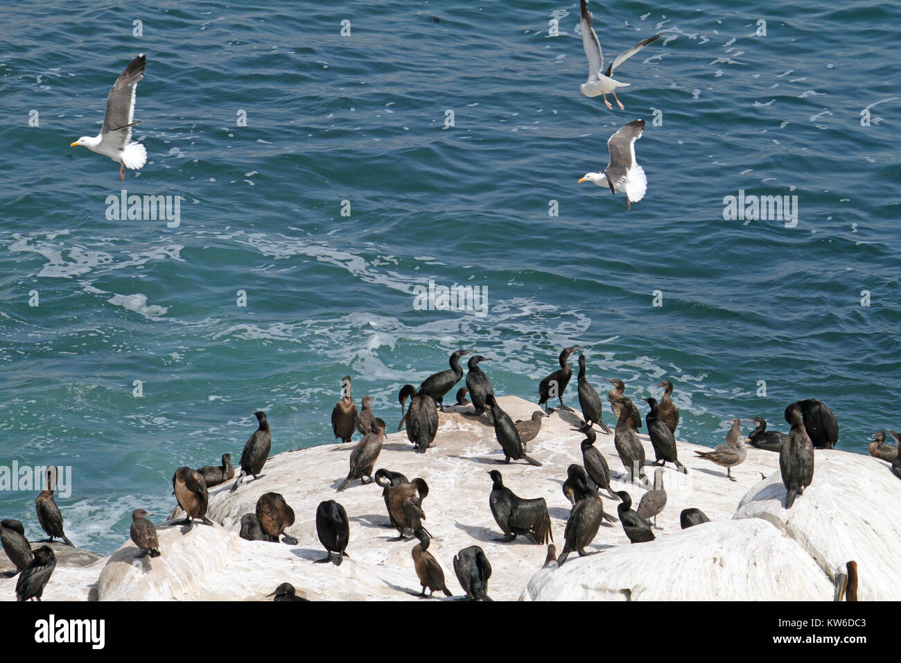Birds flock california hi-res stock photography and images - Alamy