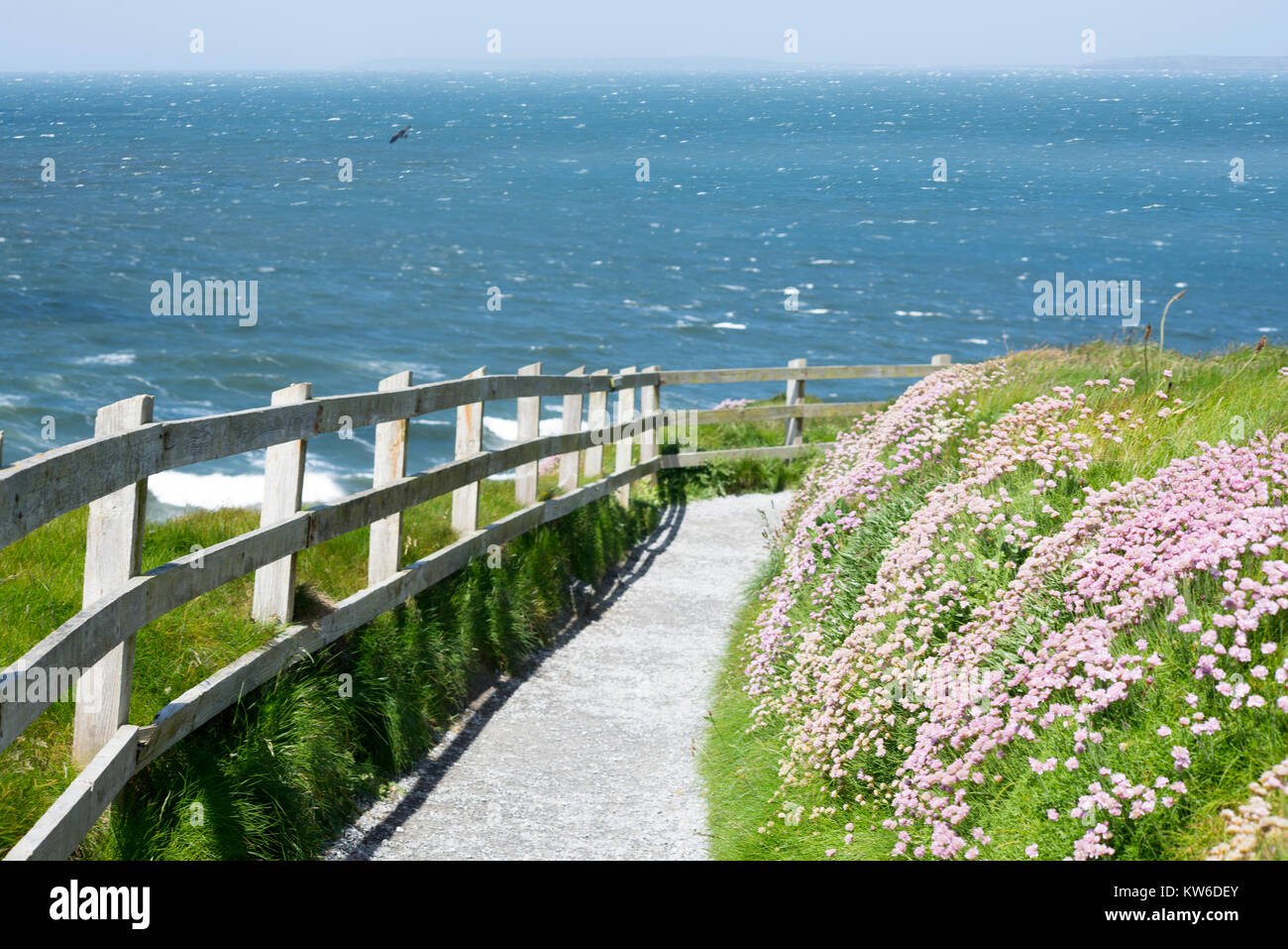 cliff walk path and wild flowers in ballybunion county kerry ireland ...