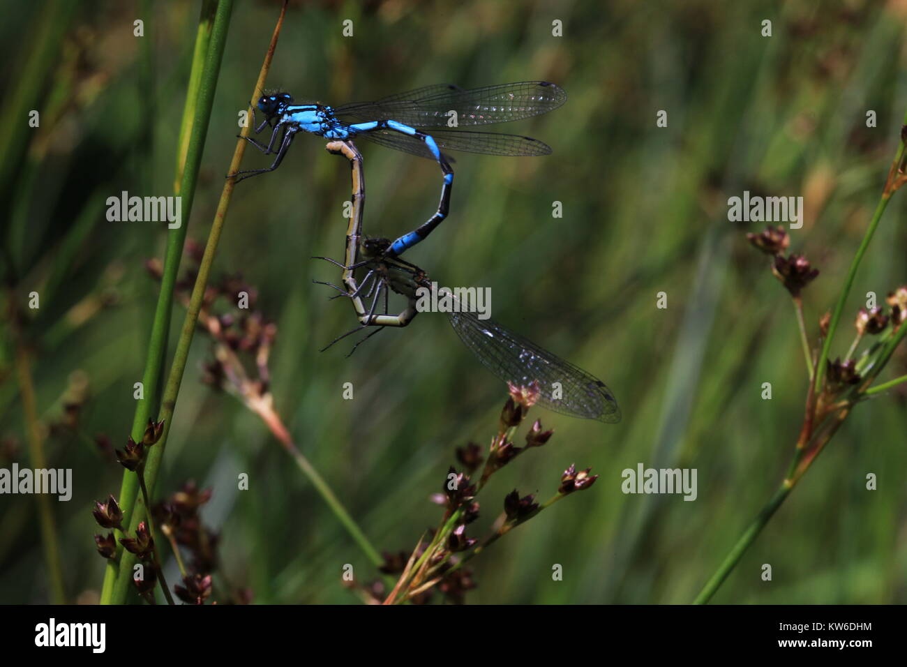 two 2 damsel flies mating against green background, ireland Stock Photo ...