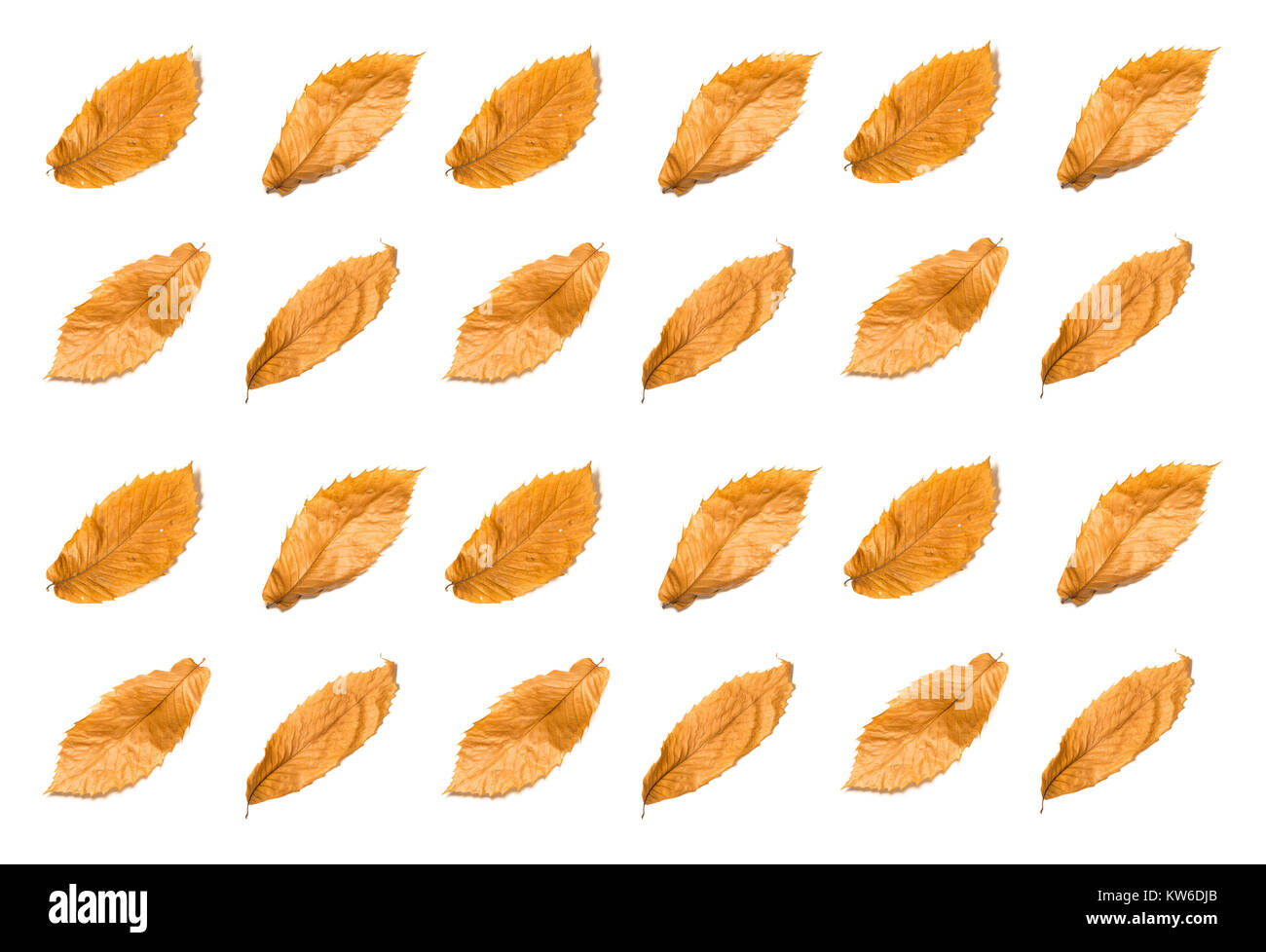 Bright orange chestnut tree pattern isolated on white background Stock ...