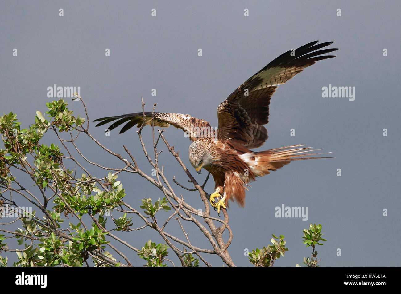Red kite in its natural habitat Stock Photo - Alamy