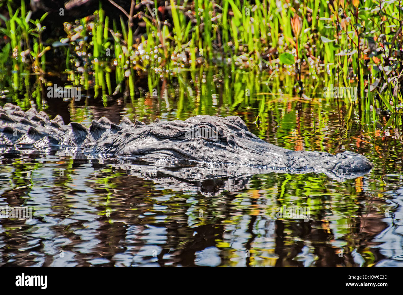 close-up of an alligator Stock Photo - Alamy