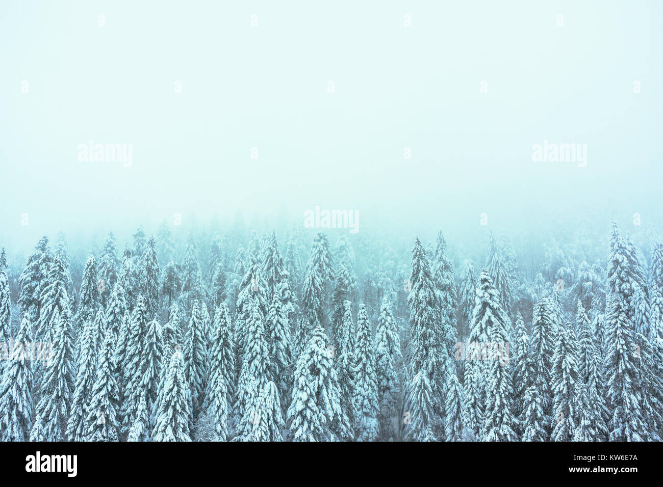 Foggy forest on cold hi-res stock photography and images - Alamy