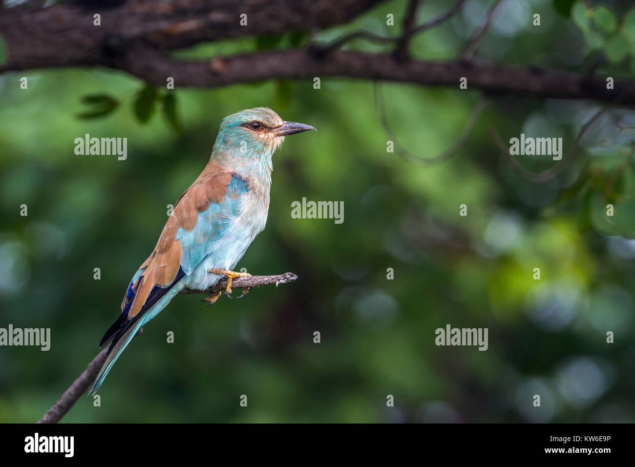 European roller in Kruger National park, South Africa ;Specie Coracias ...