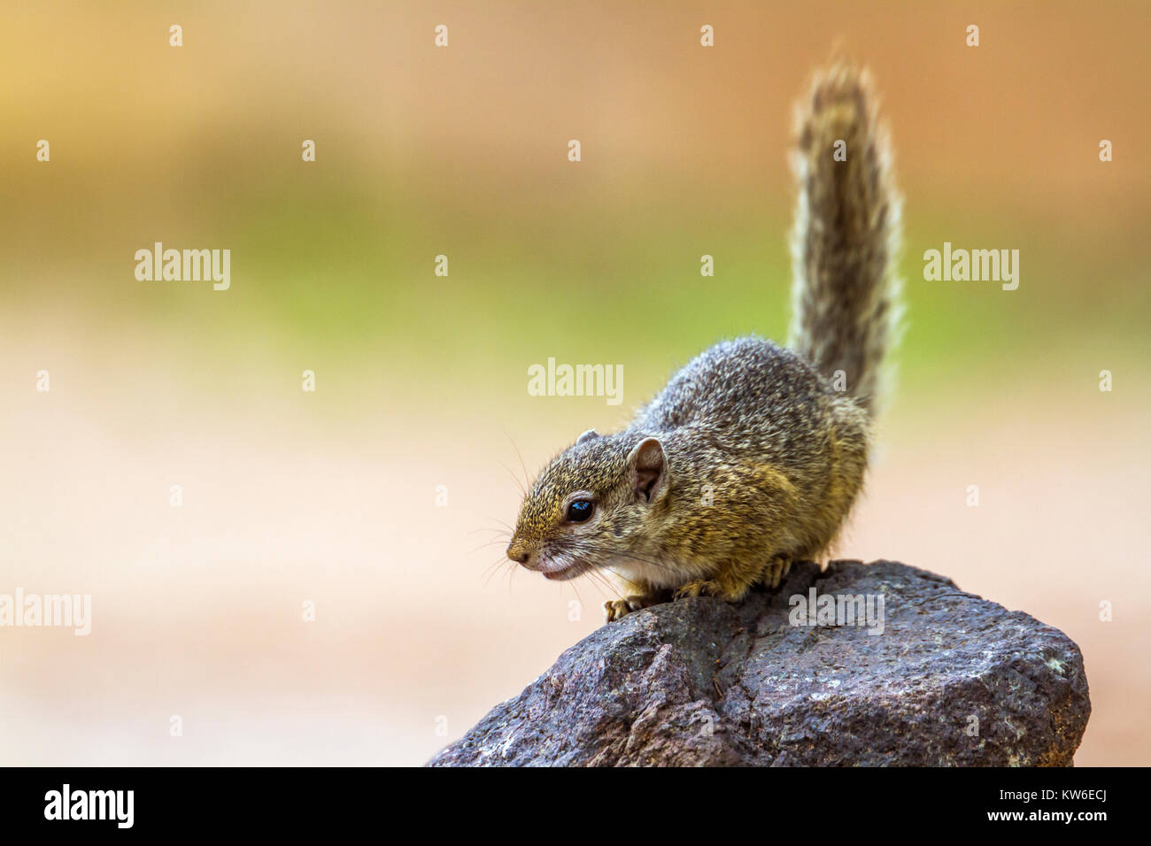 African bush squirrel hi-res stock photography and images - Alamy
