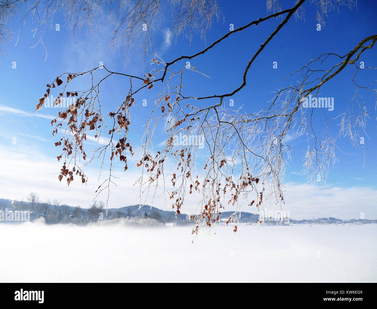 Water droplet frozen on a branch hi-res stock photography and images ...