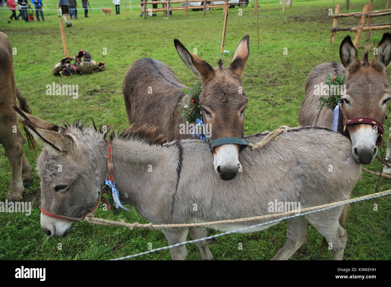 A donkey standing on grass behind a fench Stock Photo - Alamy