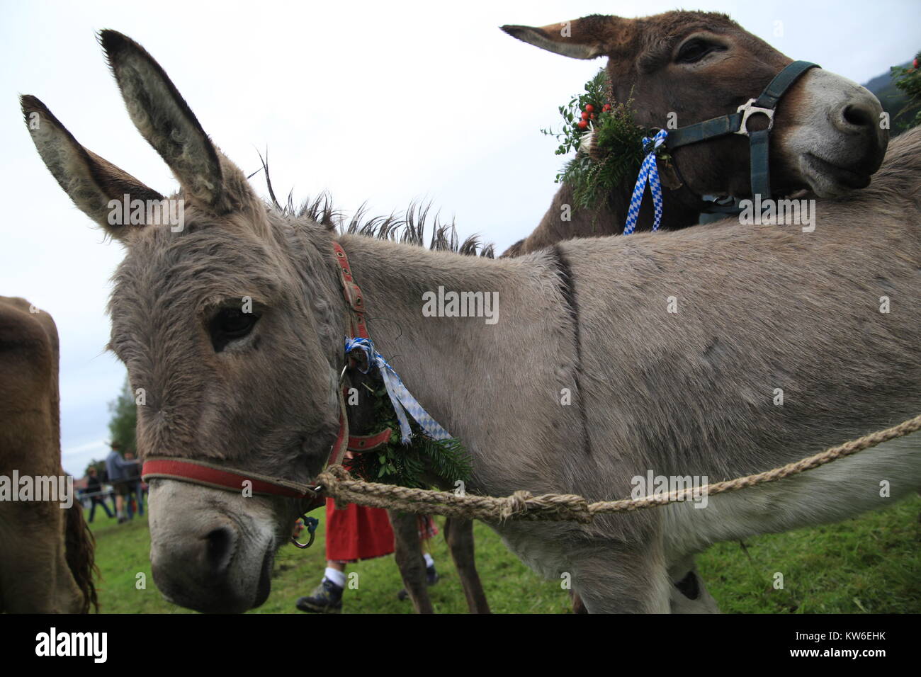 A donkey standing on grass behind a fench Stock Photo - Alamy