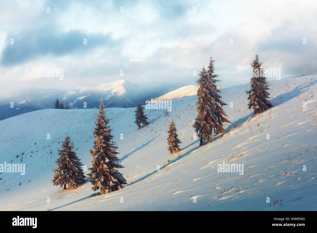 Dramatic wintry scene with snowy trees Stock Photo - Alamy