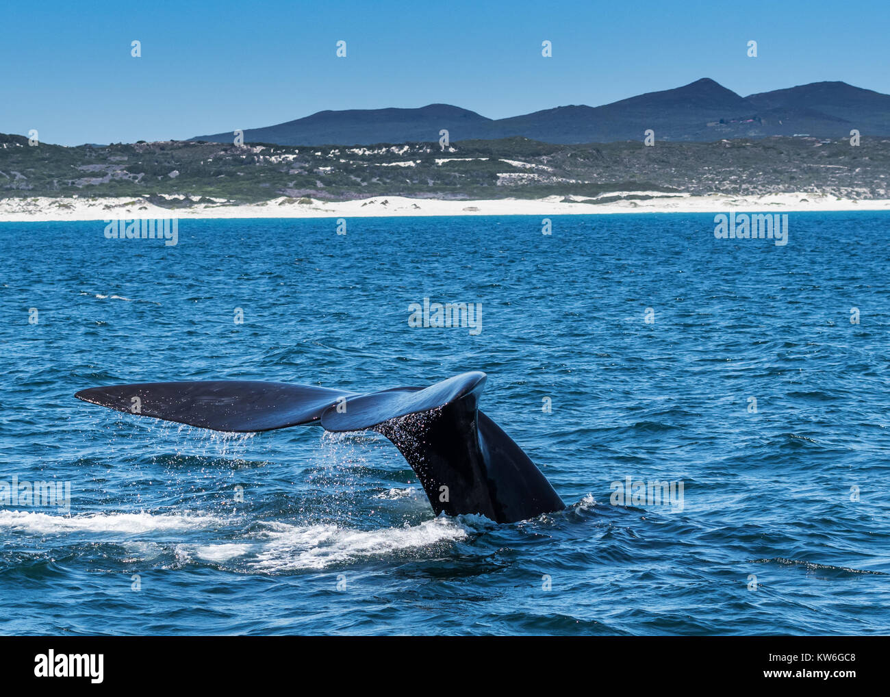 A southern right whale off the coast of Hermanus, South Africa ...