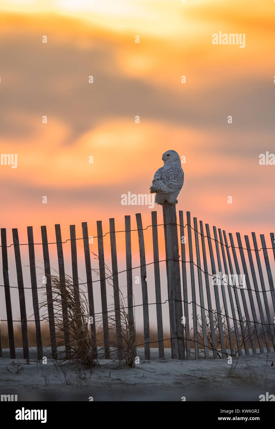 Snowy Owl on the Beach Stock Photo - Alamy