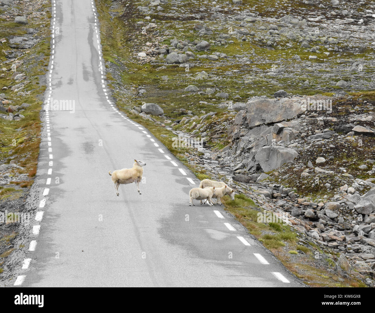 Unusual sheep hi-res stock photography and images - Alamy