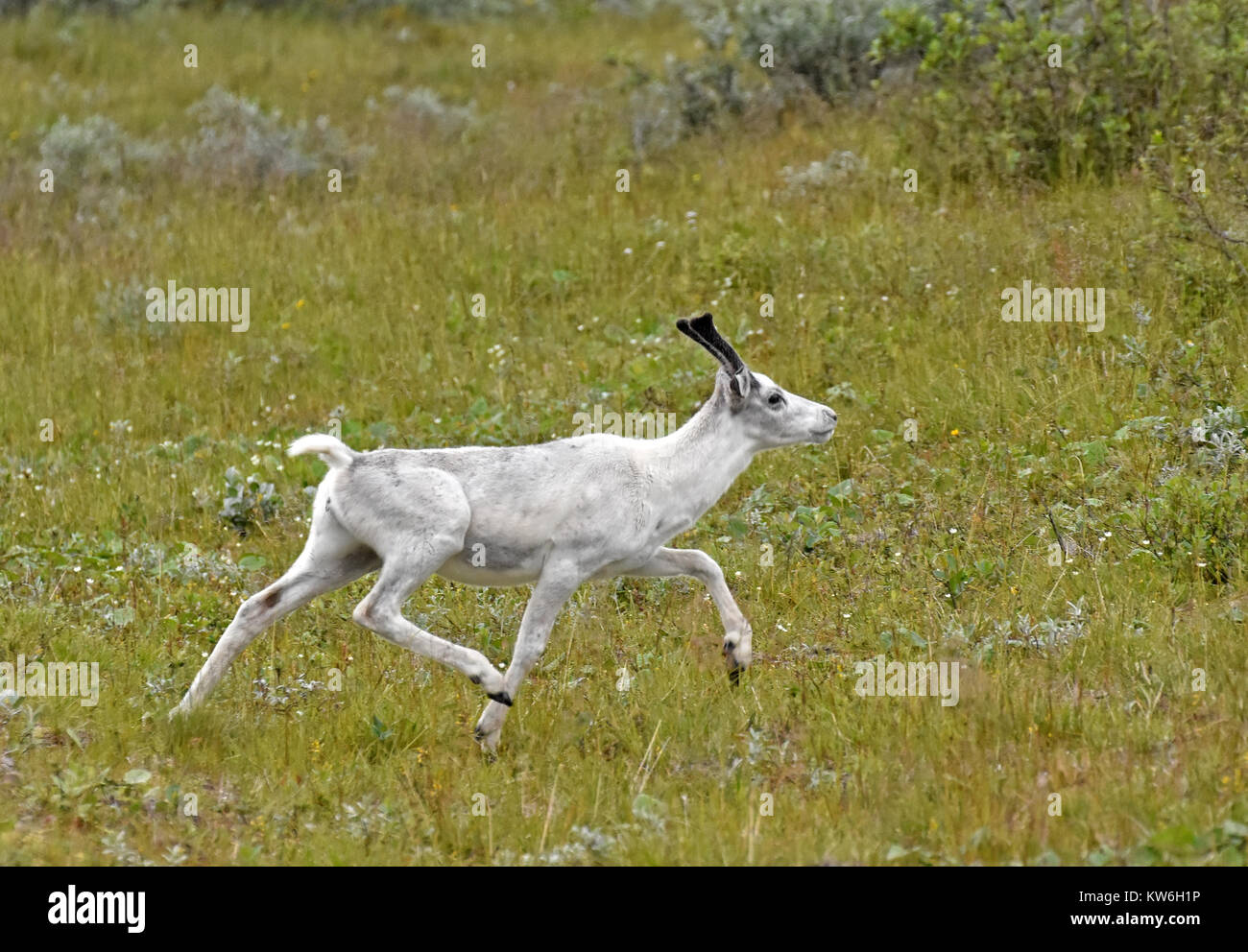 Reindeer running hi-res stock photography and images - Alamy