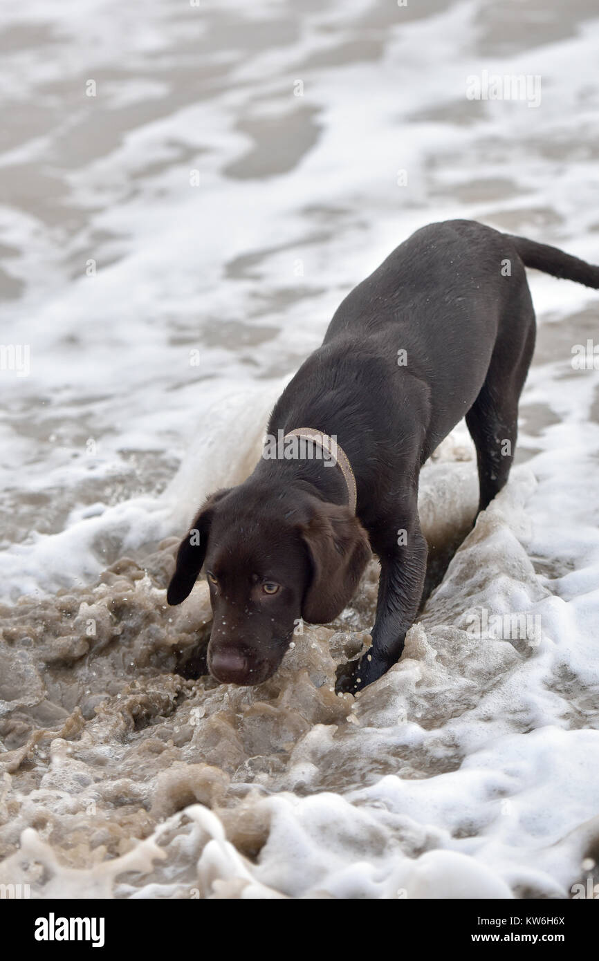 a labradinger or springador puppy dog searching in the sea for a stone ...