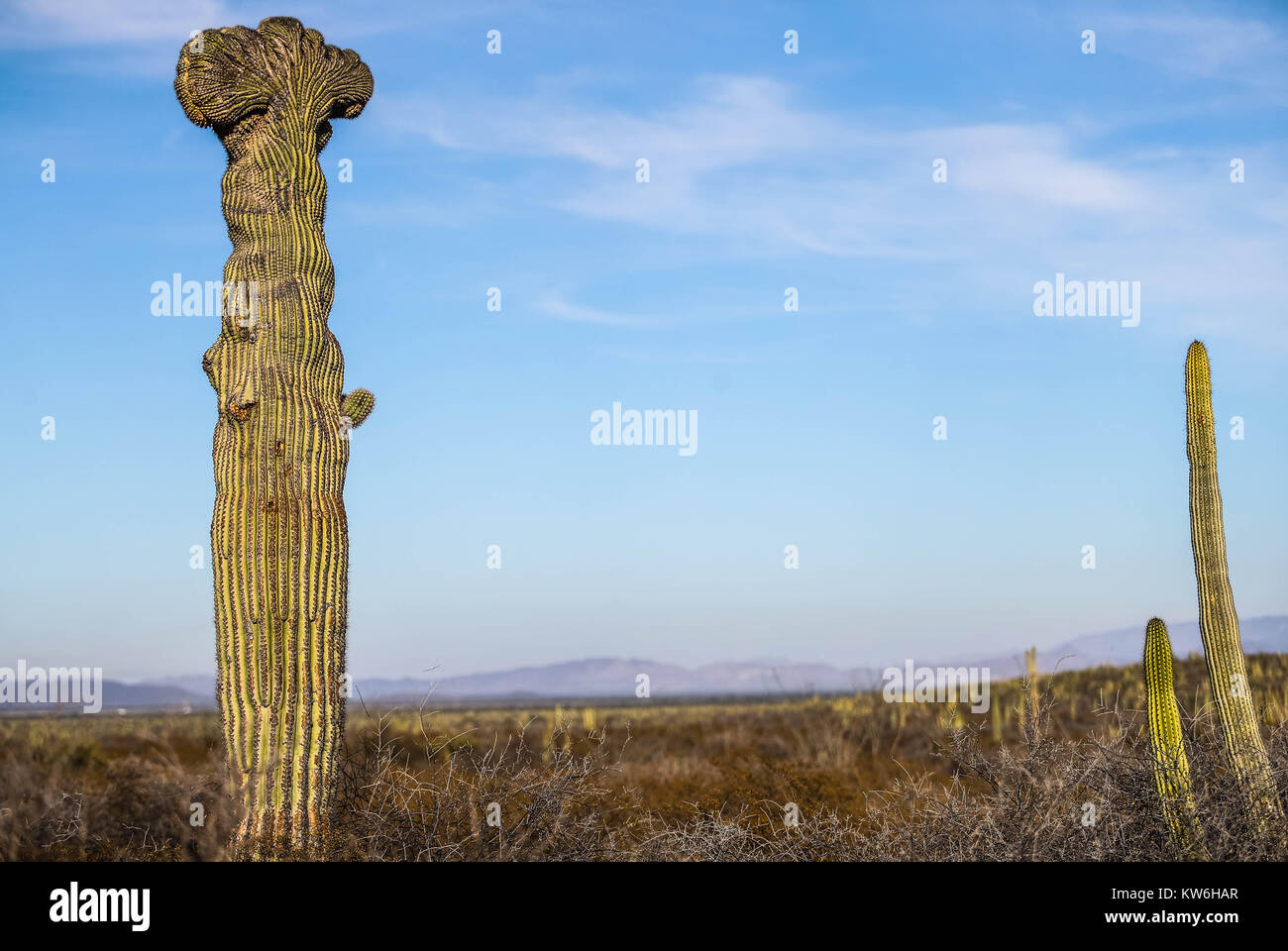 Detalle de Cactus que formaparte de un bosque de Sahuaros y matorral ...