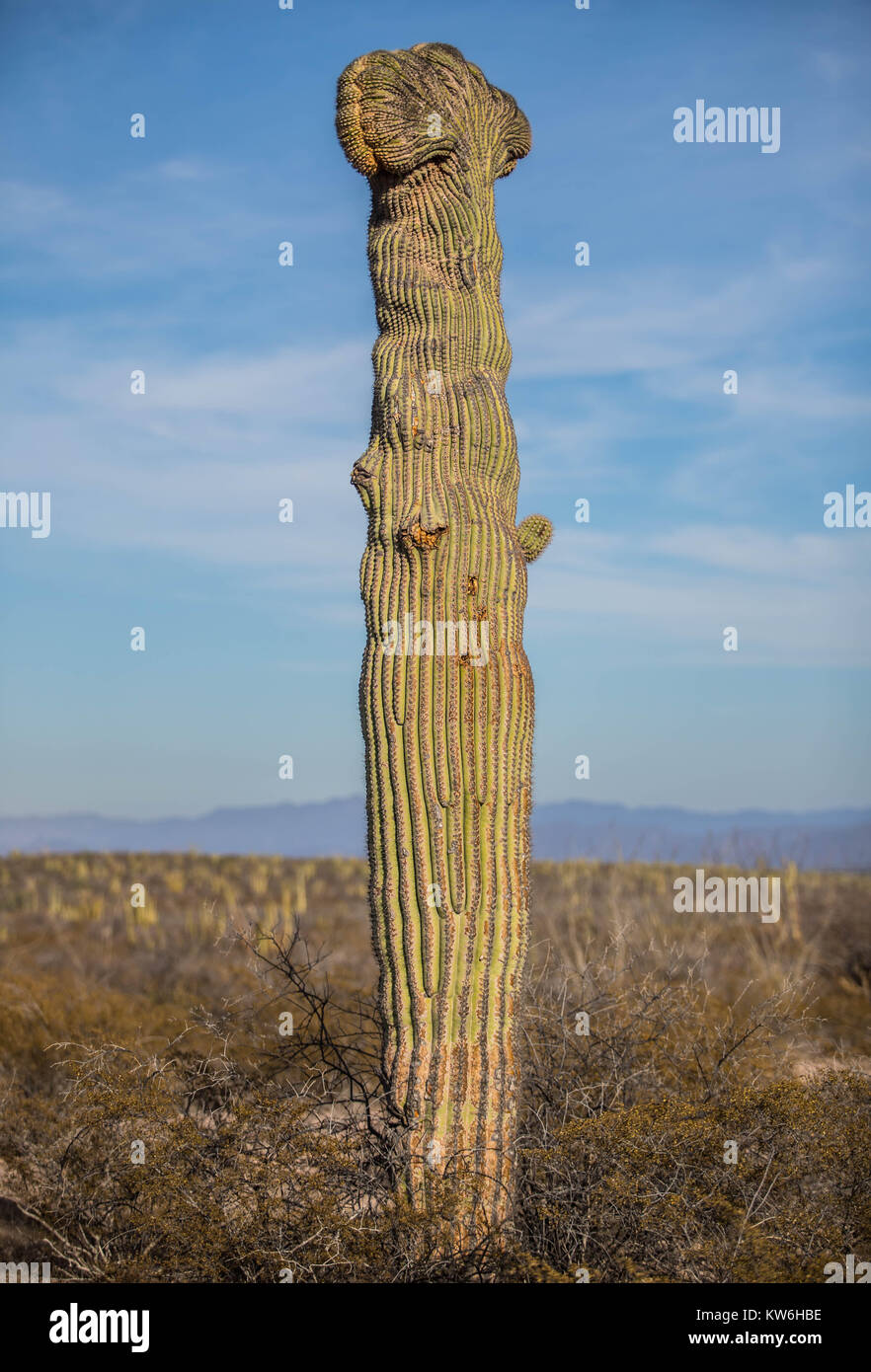 Bosque de matorral hi-res stock photography and images - Alamy