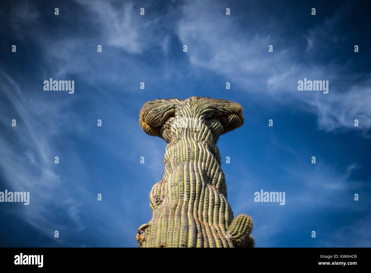 Bosque de matorral hi-res stock photography and images - Alamy