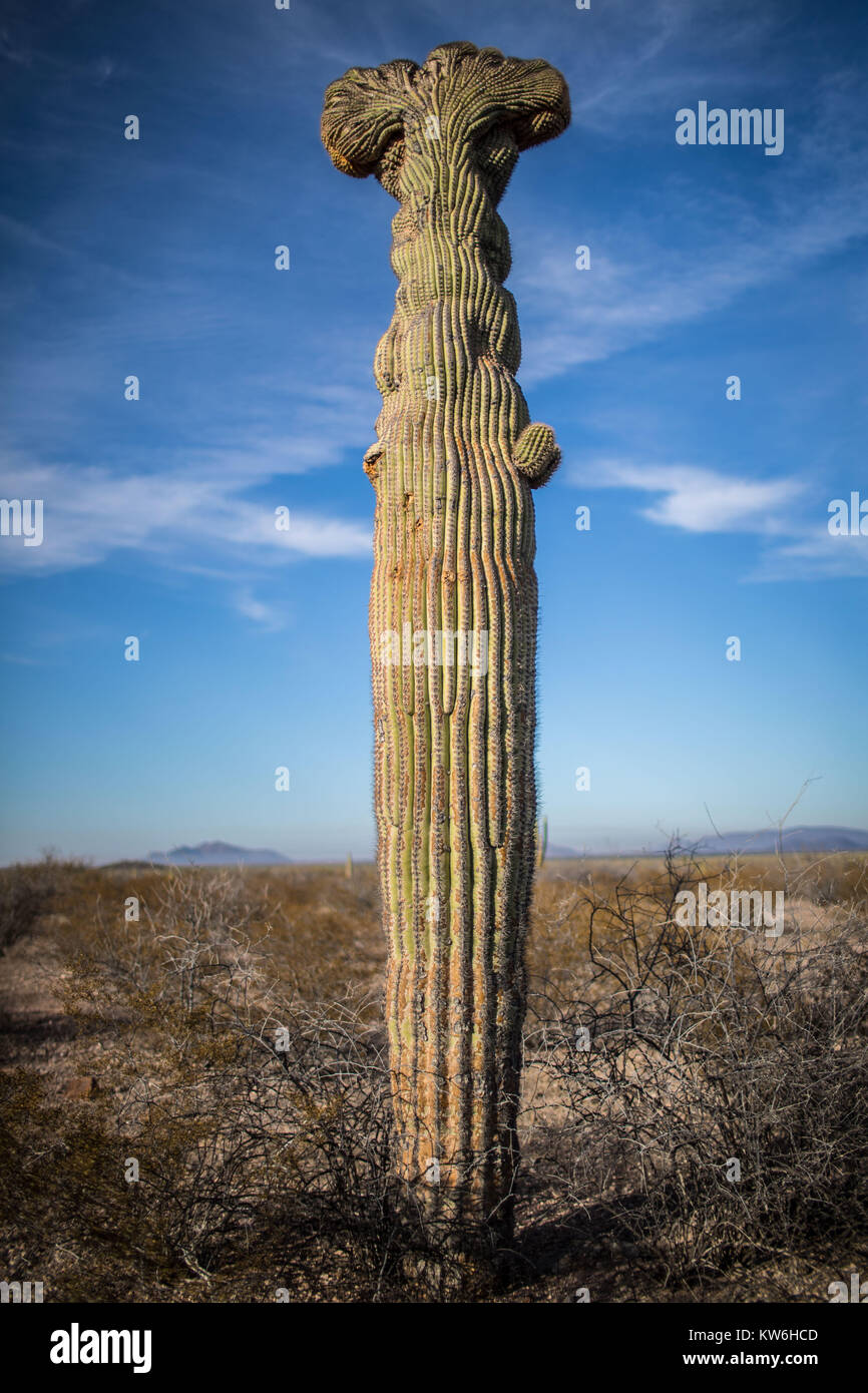 Detalle de Cactus que formaparte de un bosque de Sahuaros y matorral ...