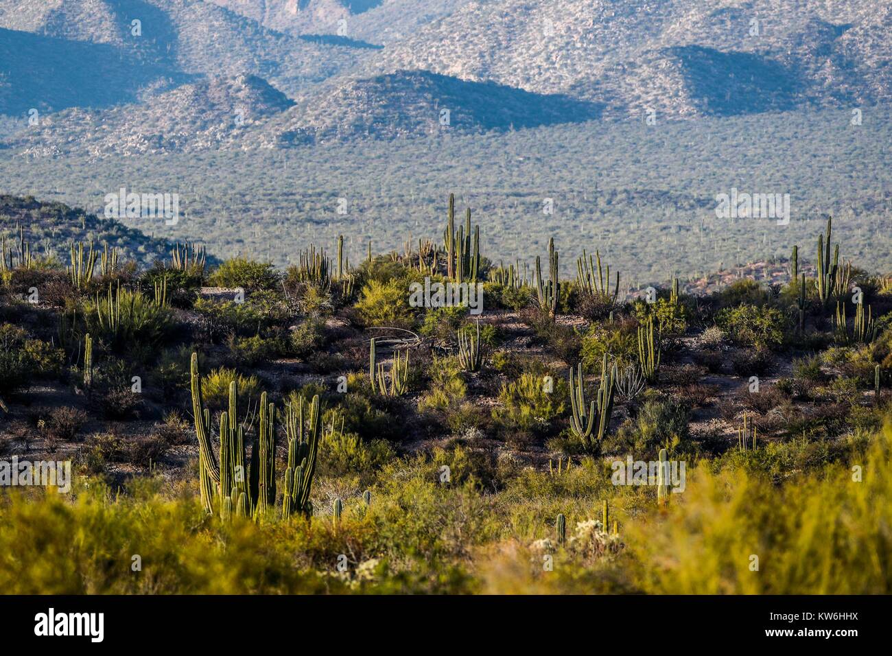 Paisaje y montaña del desierto de Sonora Mexico. Sahuaros, Pitahaya, y ...