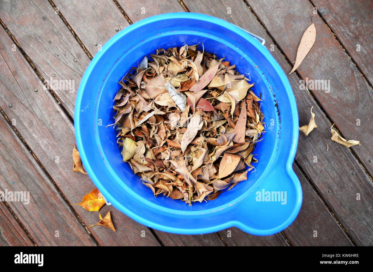 Bucket full of leaves Stock Photo - Alamy