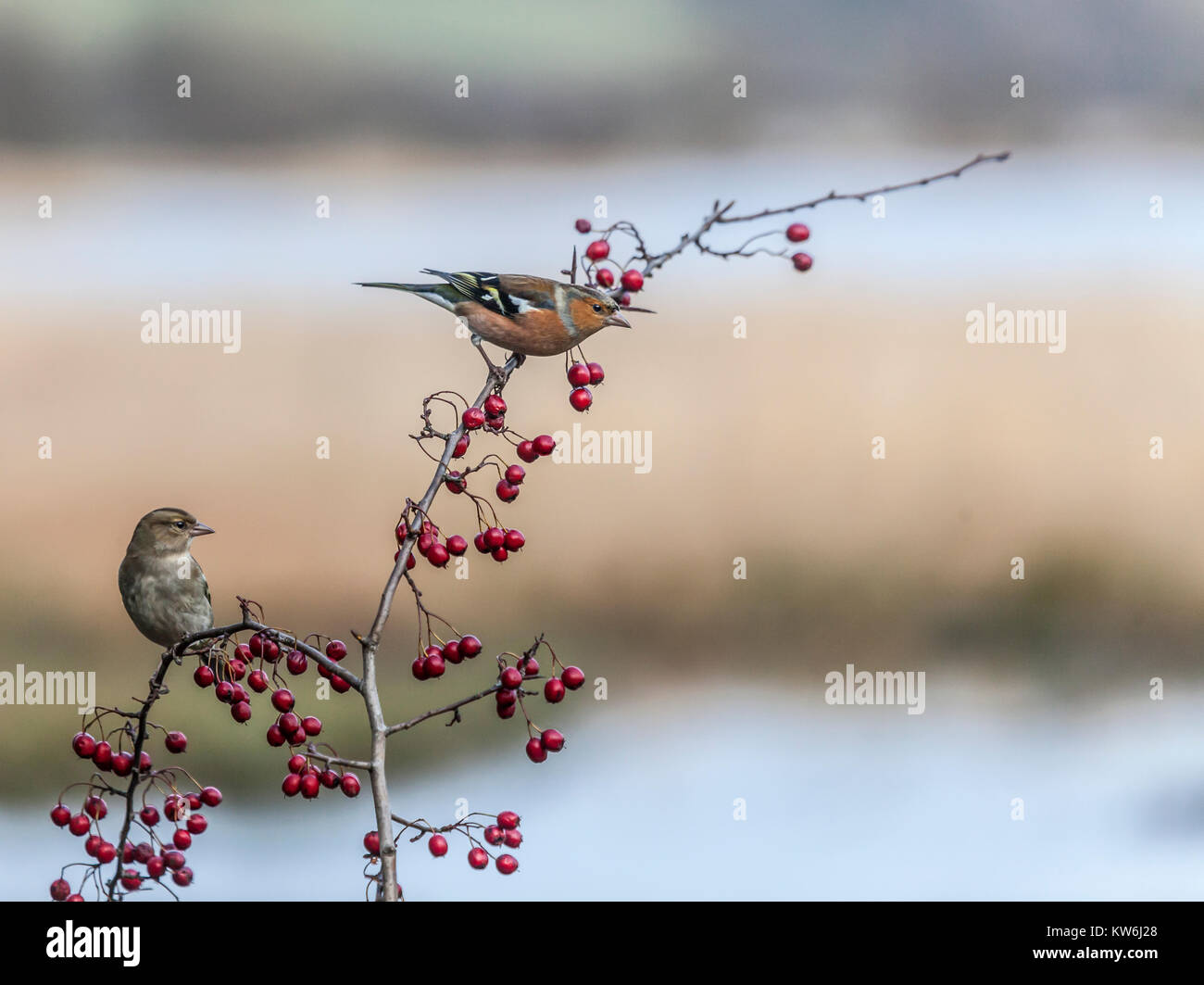 Male and Female Chaffinch, Fringilla coelebs, on a hawthorn branch with ...