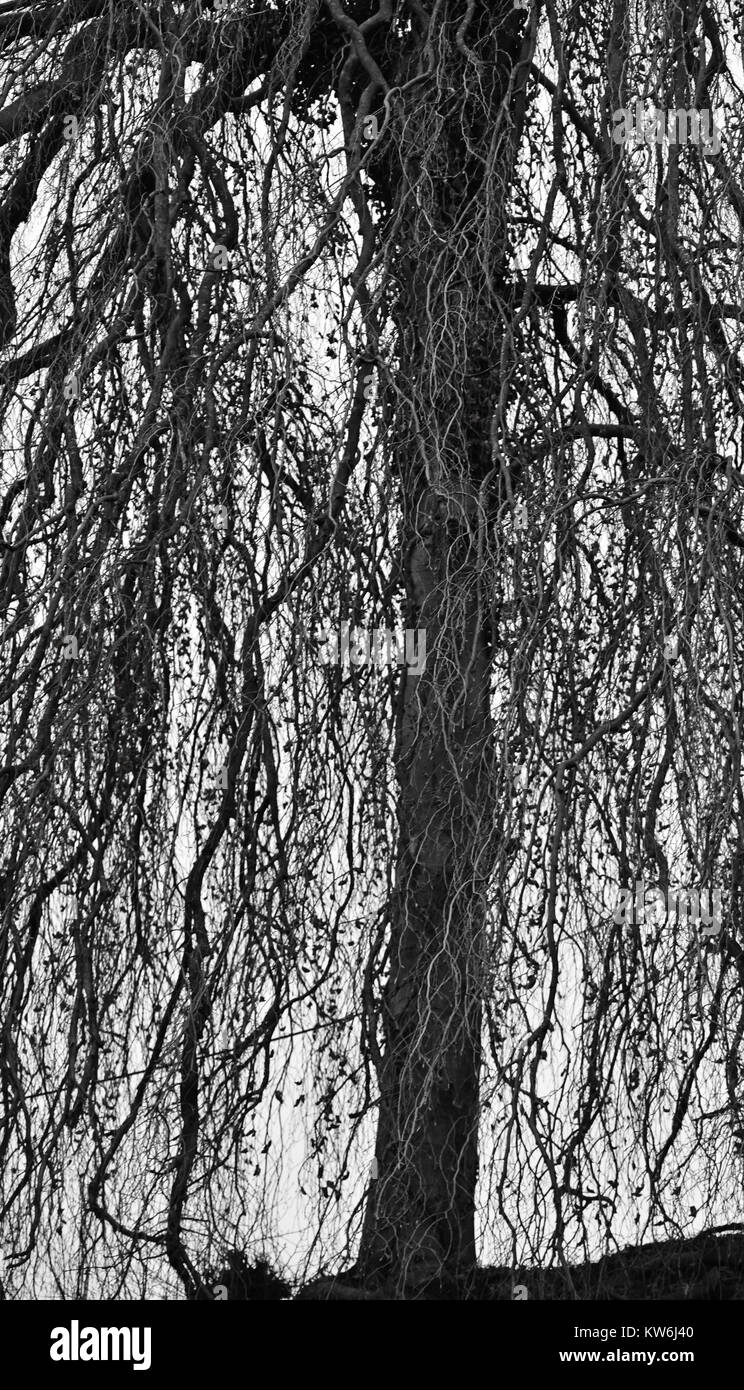 Spindly Tree High Resolution Stock Photography and Images - Alamy