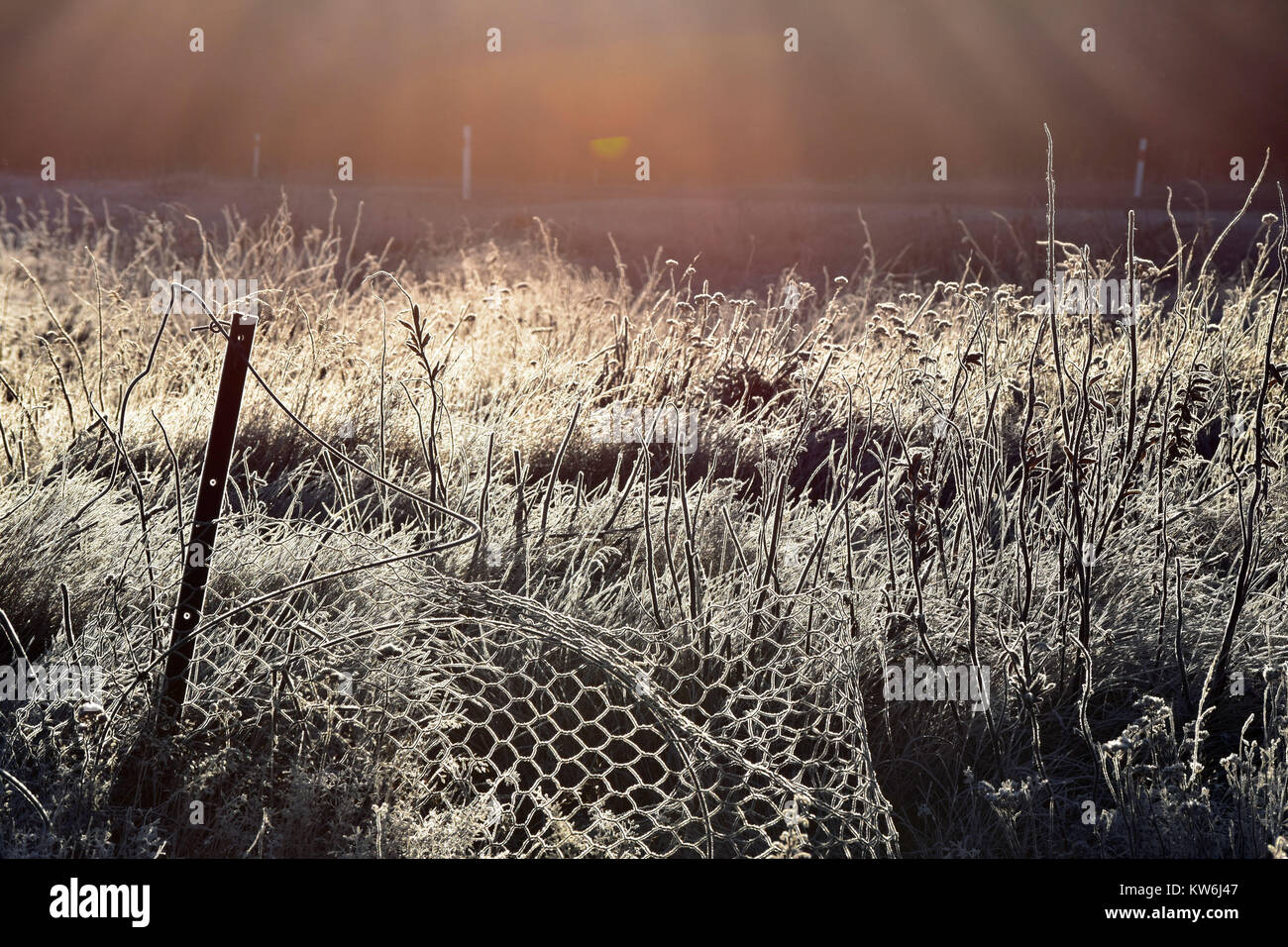 Fresh frost hi-res stock photography and images - Alamy
