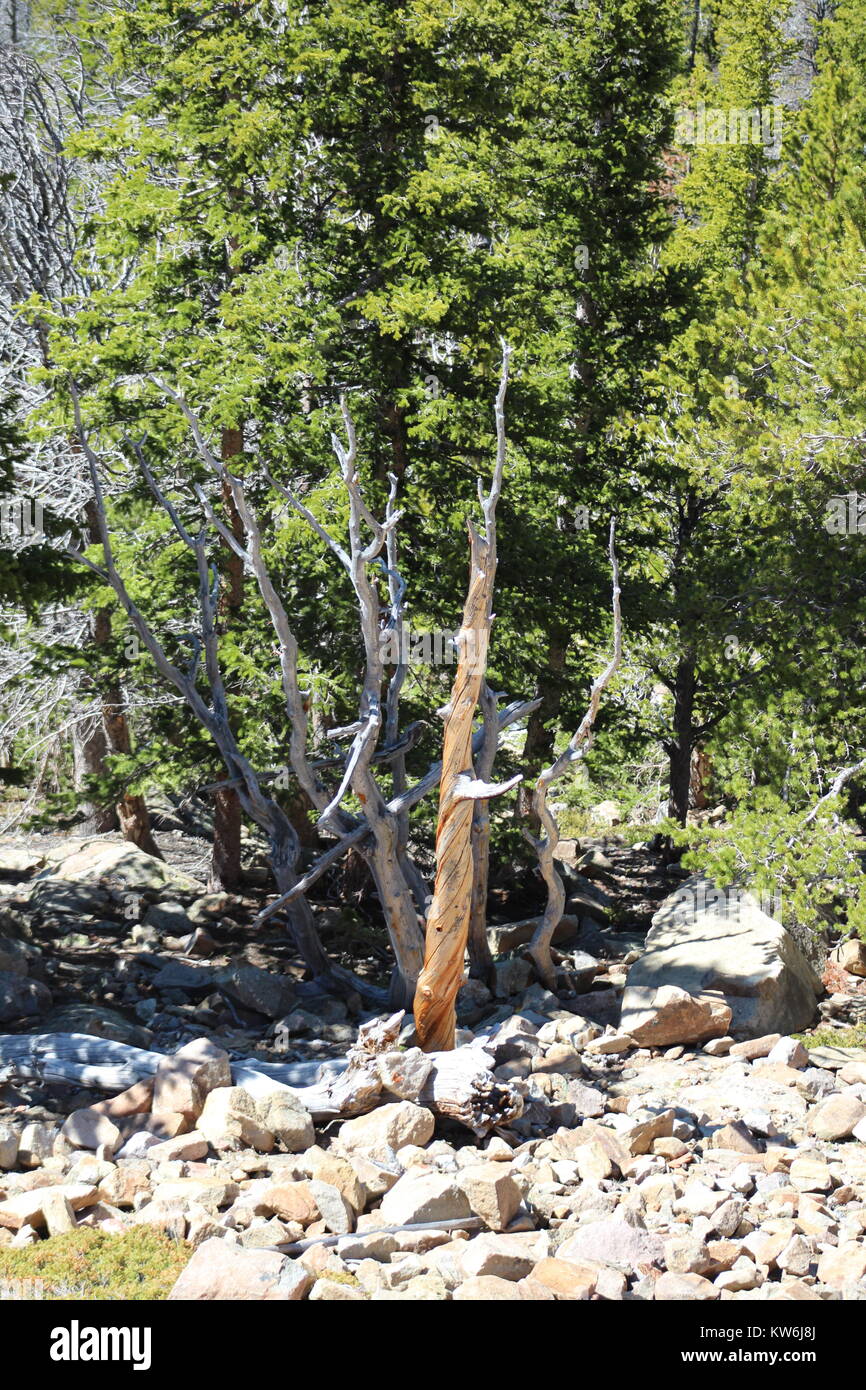 Gnarled wood hi-res stock photography and images - Alamy