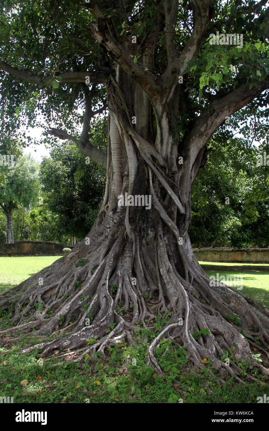 Big tree in wat Si Sawai, Sukhotai, Thailand Stock Photo - Alamy