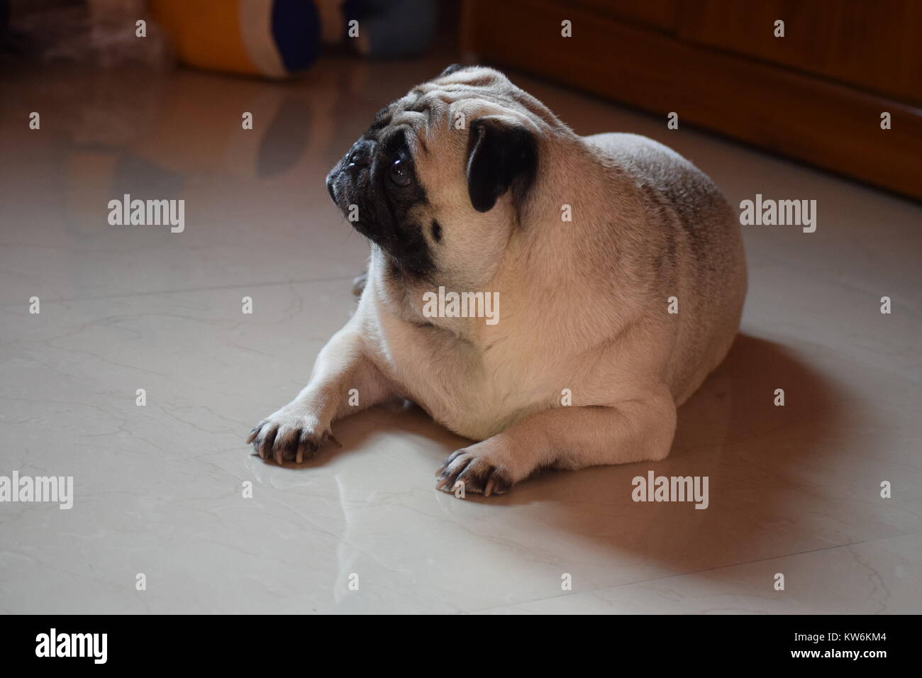 Home pug hi-res stock photography and images - Alamy