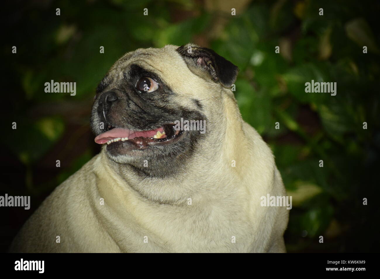 CUTE LITTLE PUG IN GARDEN Stock Photo - Alamy